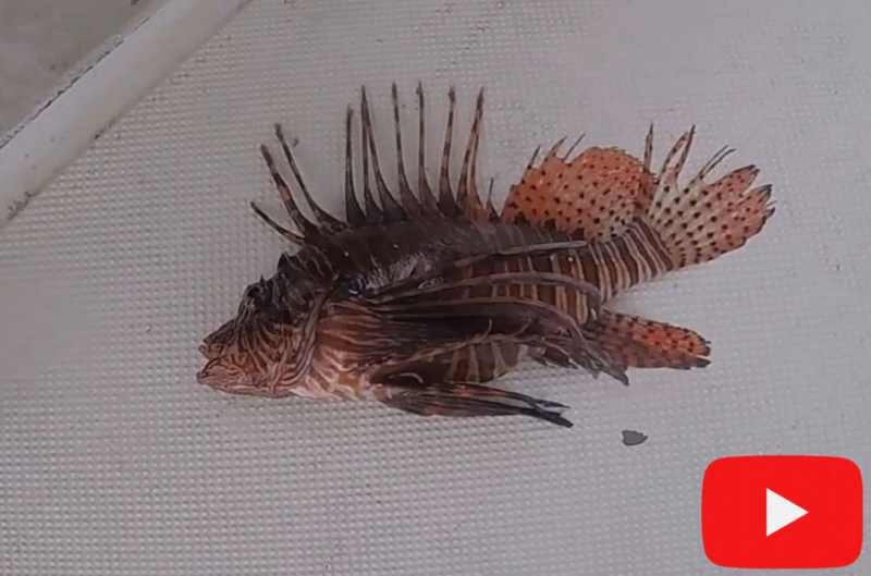 How to Hunt and Handle Lionfish Safely - Lionfish Divers
