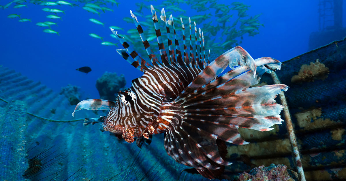 The Lionfish Ivasion - Lionfish Divers