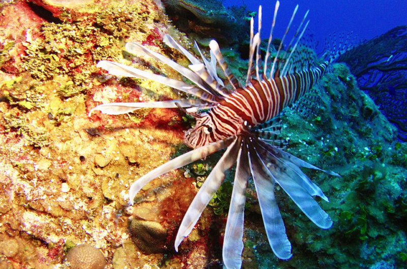 Lionfish Are Damaging Our Underwater Environment - Lionfish Divers