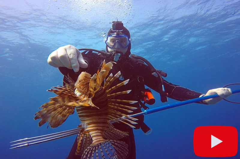 Lionfish Hunting | Lionfish Hunters - Lionfish Divers