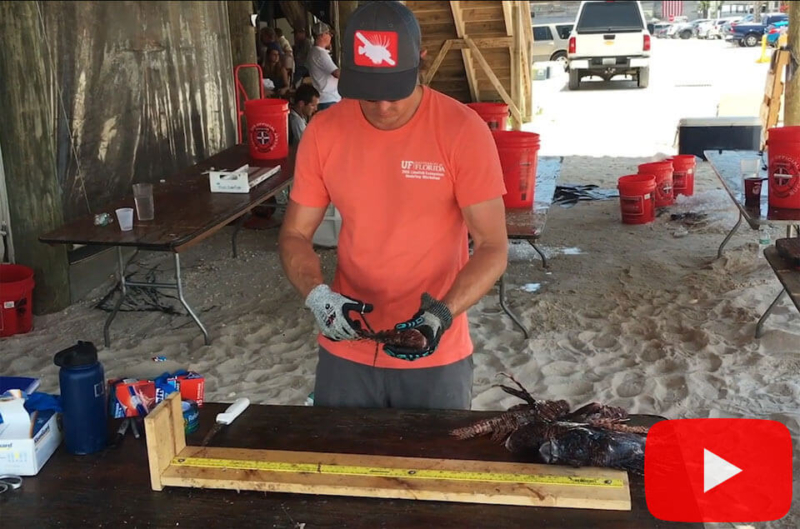 How to Hunt and Handle Lionfish Safely - Lionfish Divers