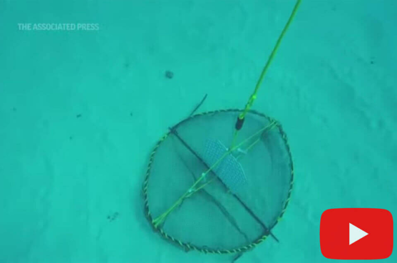 Fishing with High Stakes: Invasive Lionfish - Lionfish Divers