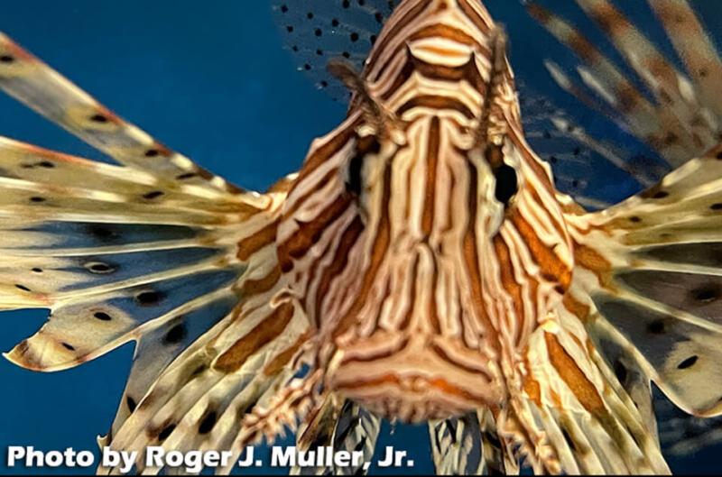 Lionfish Venom and Spine Anatomy - Lionfish Divers