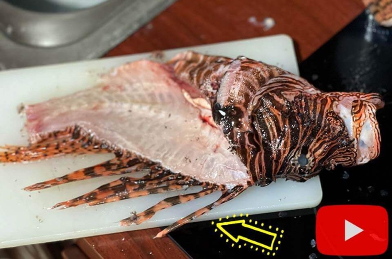 Lionfish Information: Hunting, Safety, Cooking & More - Lionfish Divers