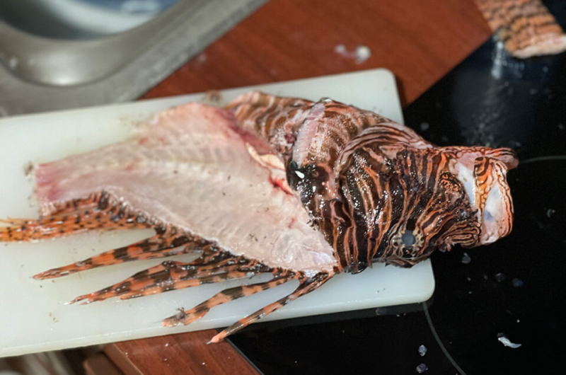 Ways to Prepare and Cook Lionfish - Lionfish Divers