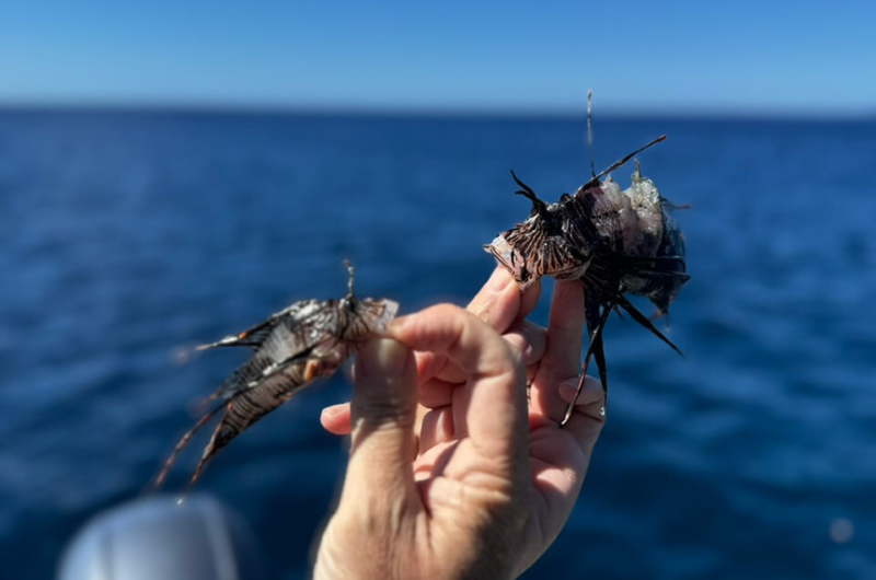 Lionfish Predators: What You Should Know - Lionfish Divers